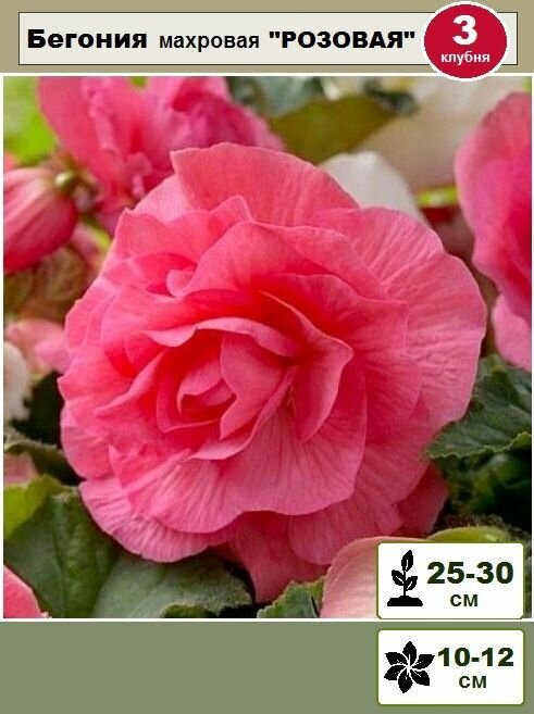 Клубни Бегония гибридная Махровая Розовая, комнатные цветы, цветы для сада / в упаковке 3 шт