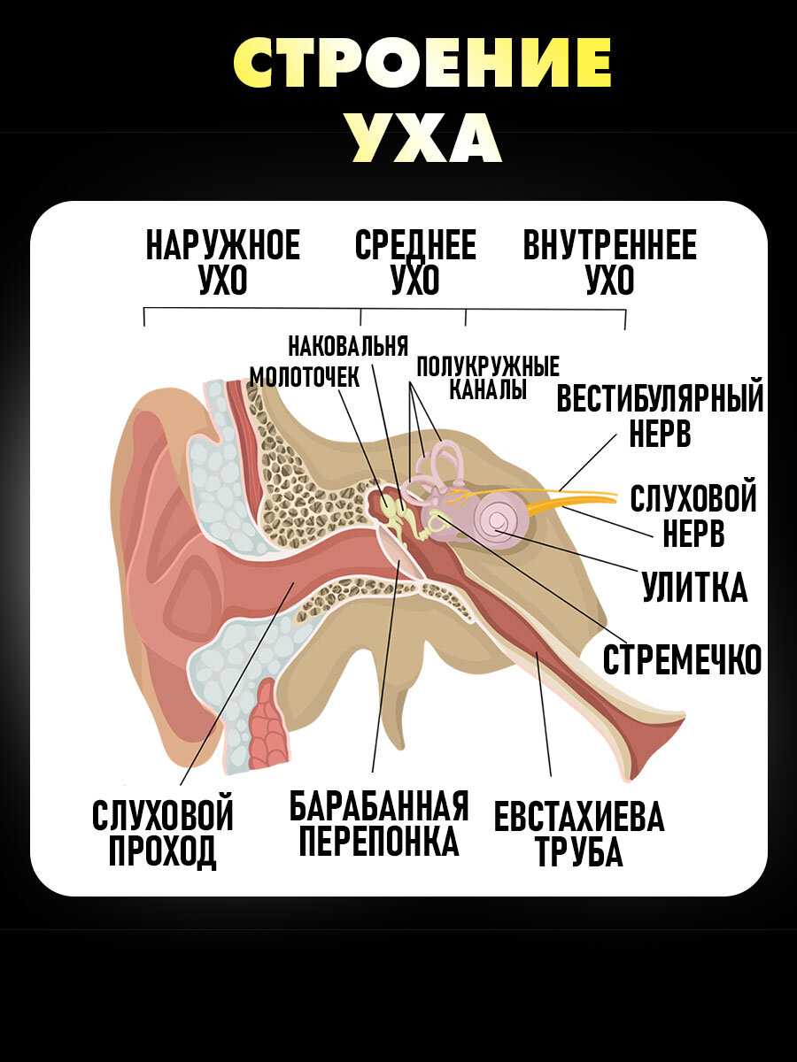 Анатомическая модель человеческого уха в натуральную величину, макет уха человека