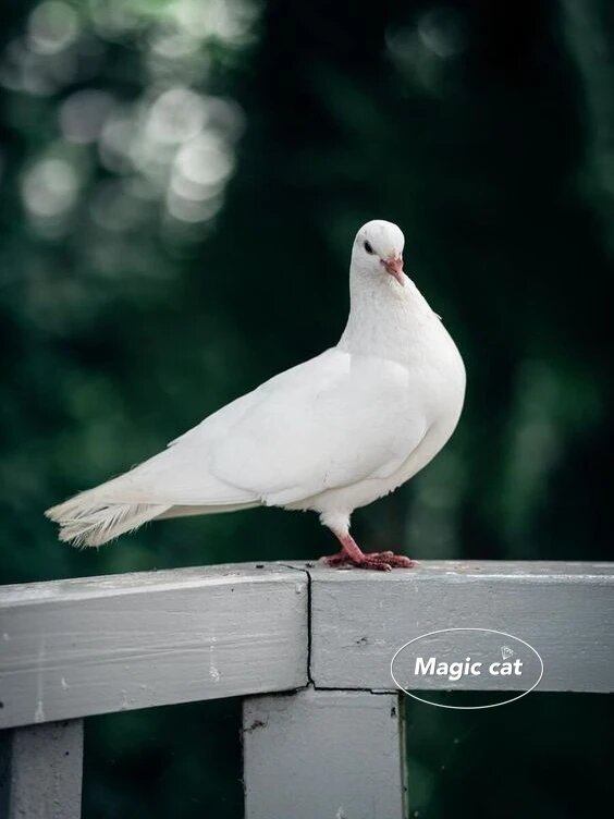 Картина из алмазной мозаики на подрамнике Круглые бриллианты 40х50см "Голубь мира"