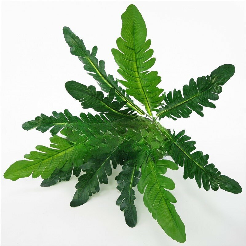 Dracaenafragrans and pteridophyta листовое растение для внутреннего сада и украшения bird nest fern