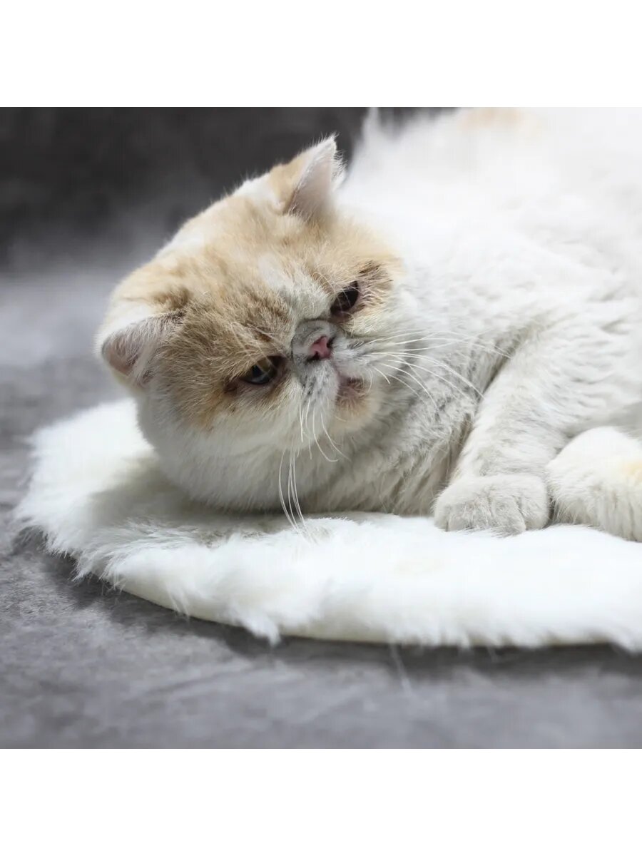 Плюшевая грелка для маленьких домашних животных,