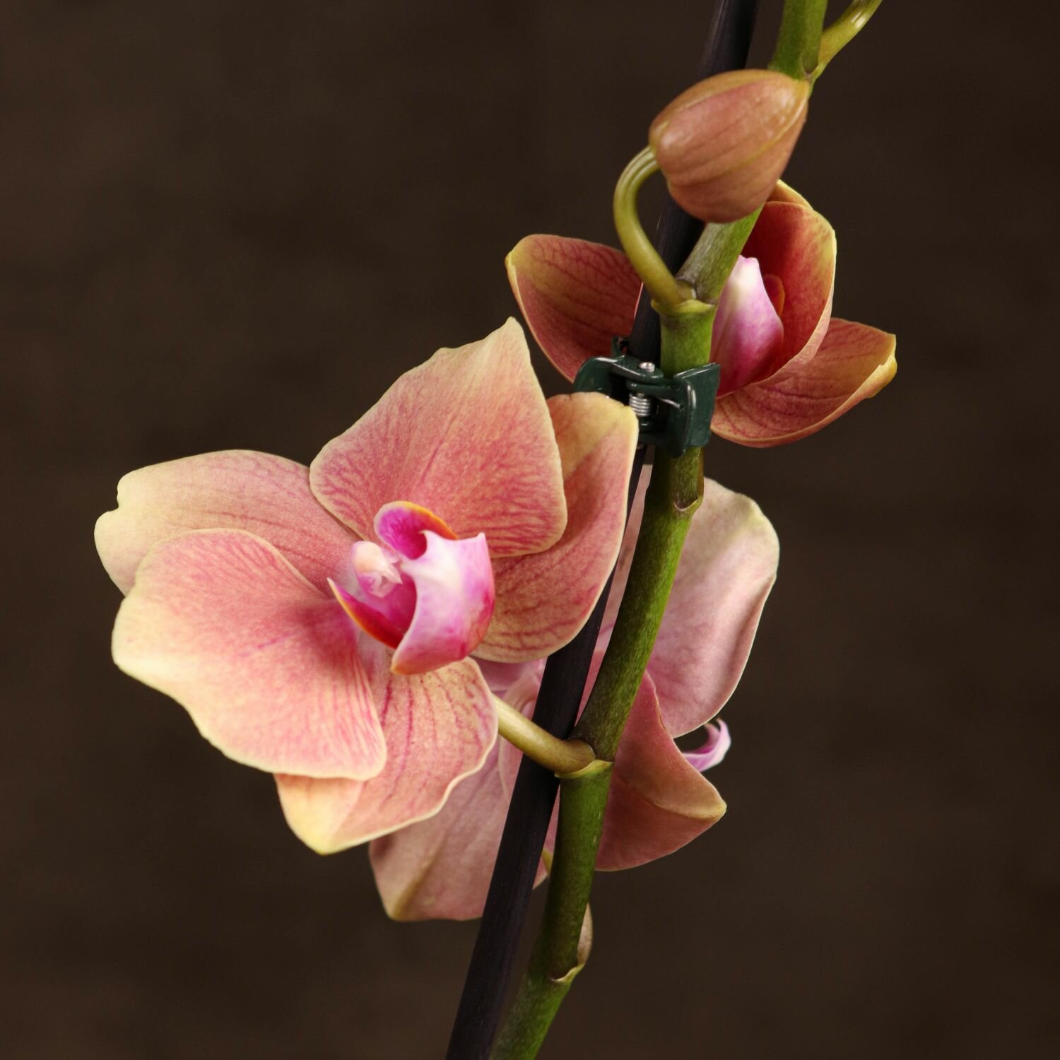 Орхидея Фаленопсис Volcano 2 ст