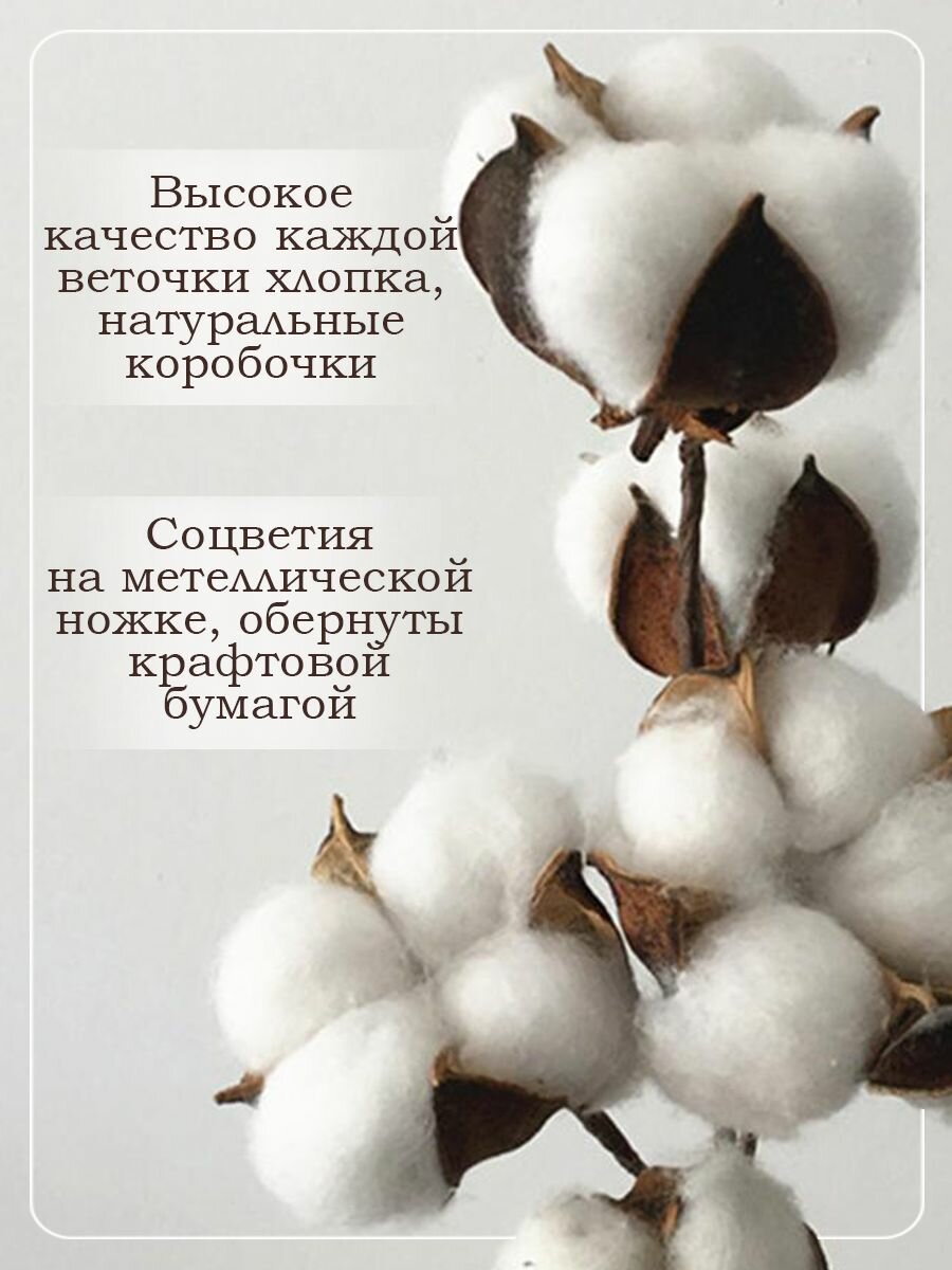 Сухоцветы — фото 1