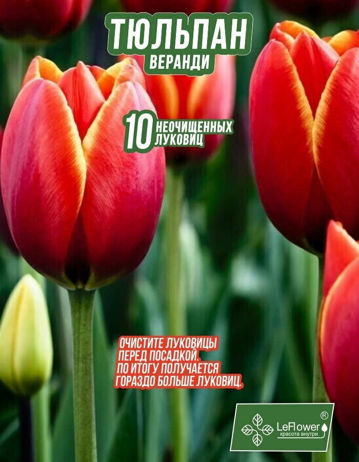 Тюльпан Луковица, Веранди, 10 шт,