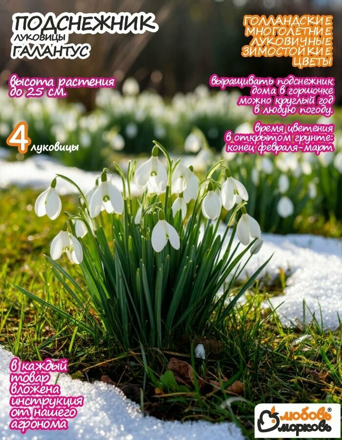Подснежник Луковица цветов, 4 шт