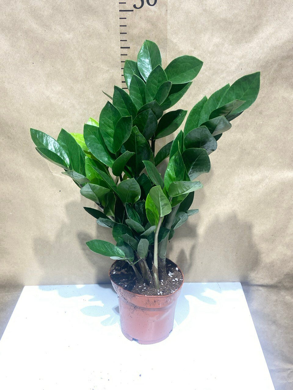 Замиокулькас Zamiifolia