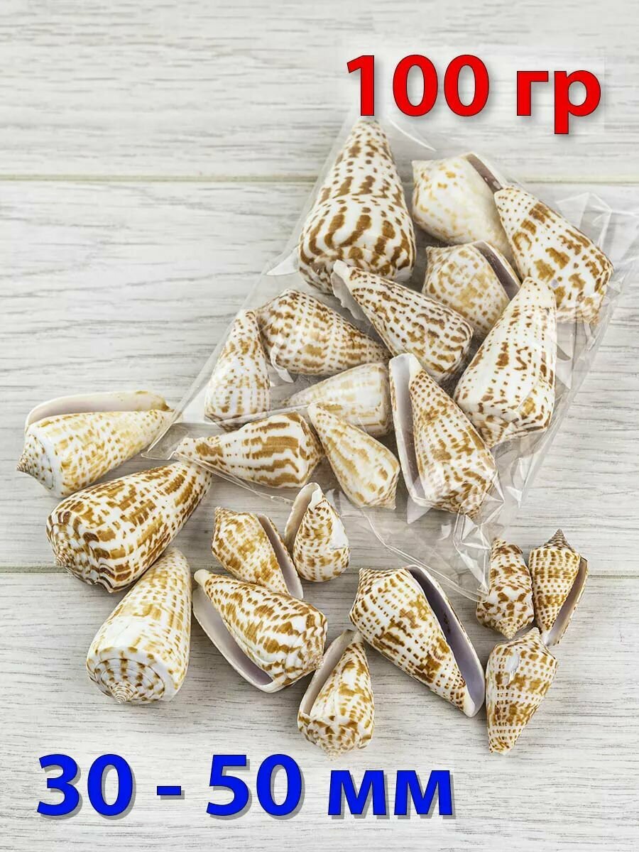 100 гр. Морские ракушки Конус Инскриптус - Conus inscriptus
