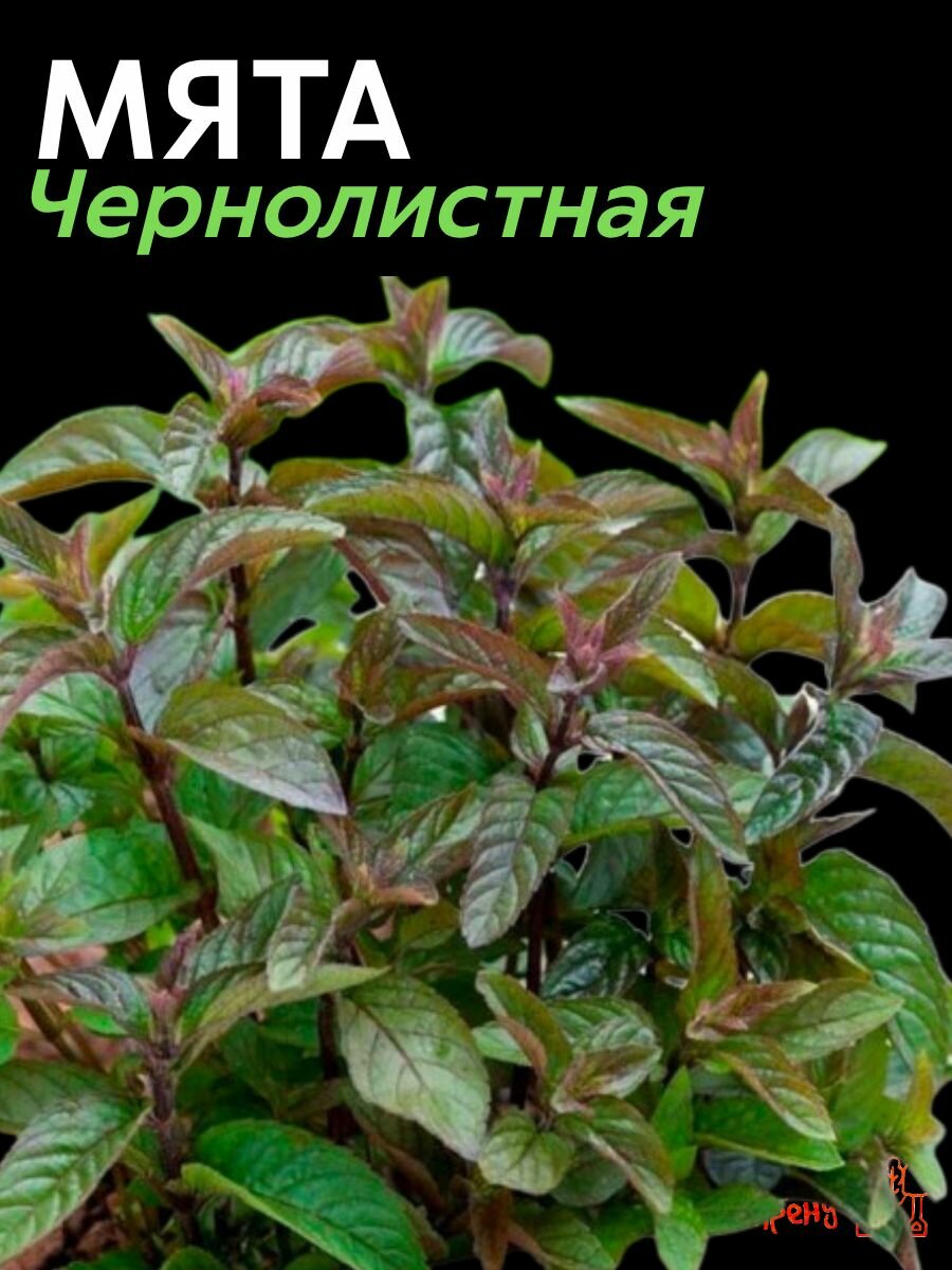 Мята Чернолистная