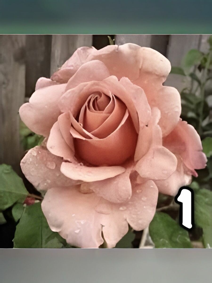 Роза семена в ампуле 10 штук