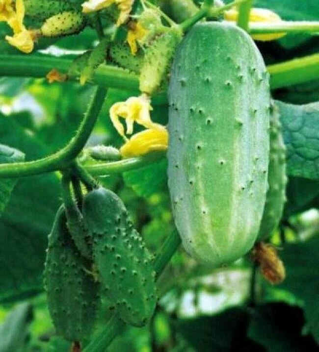 Коллекционные семена огурца Суоми F1