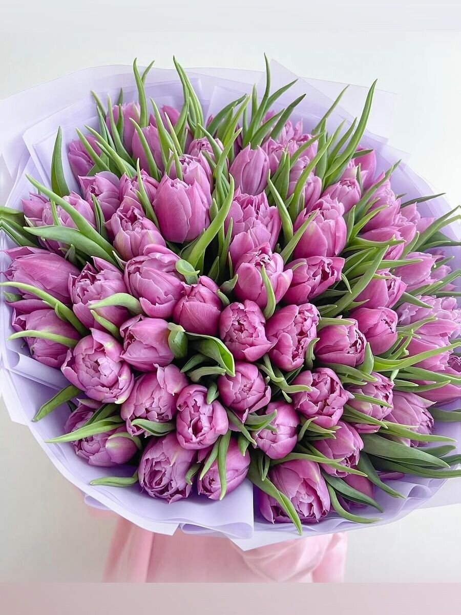 51 пионовидный сиреневый тюльпан