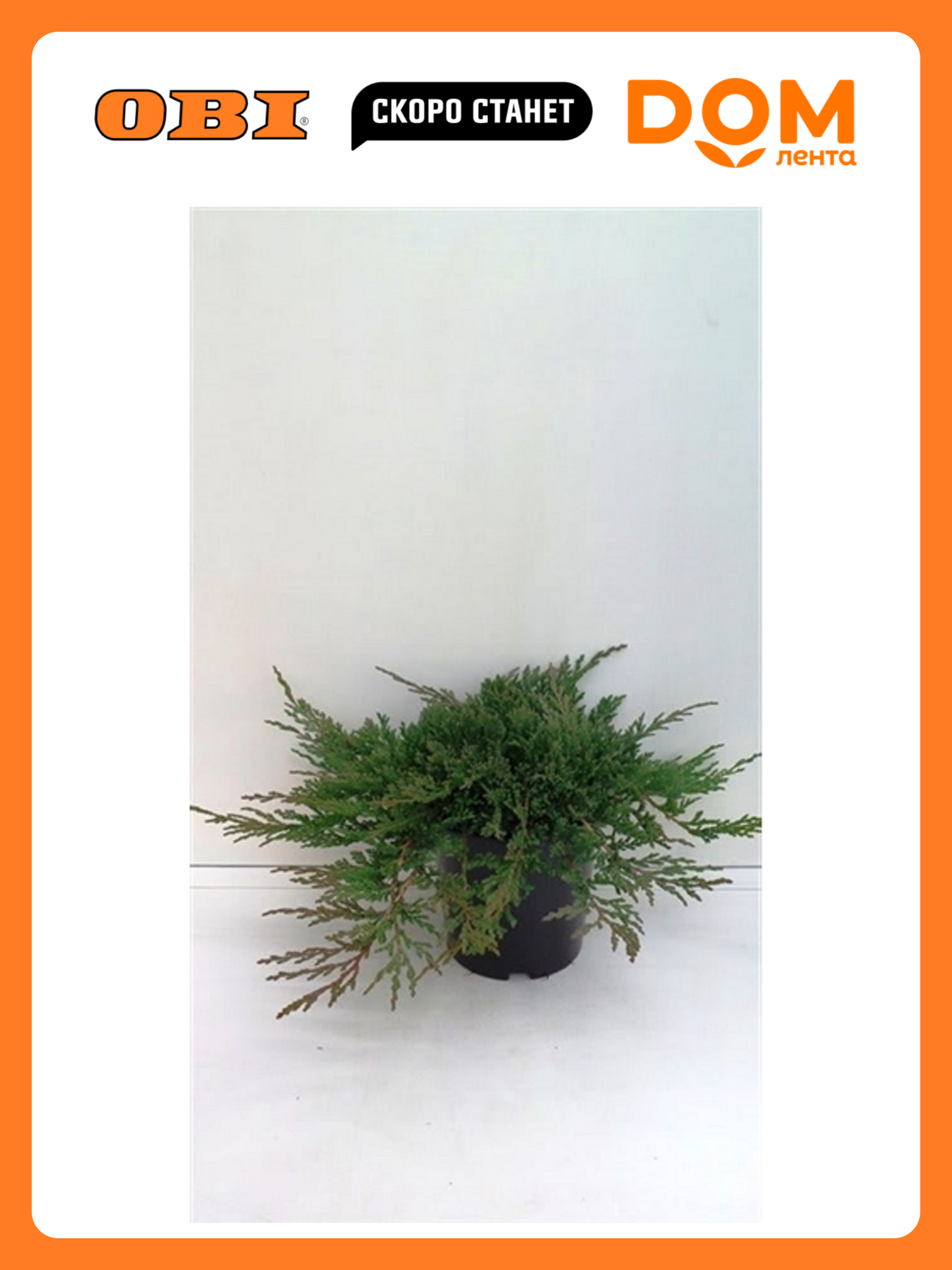 Можжевельник Принц Уэльса 882151, многолетнее, декоративное растение