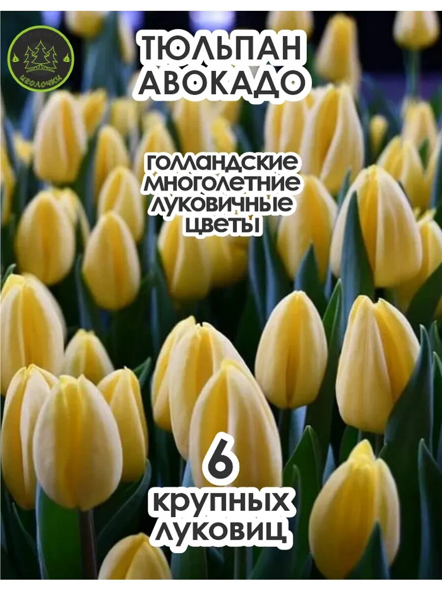Тюльпан Луковица, Авокадо, 6 шт