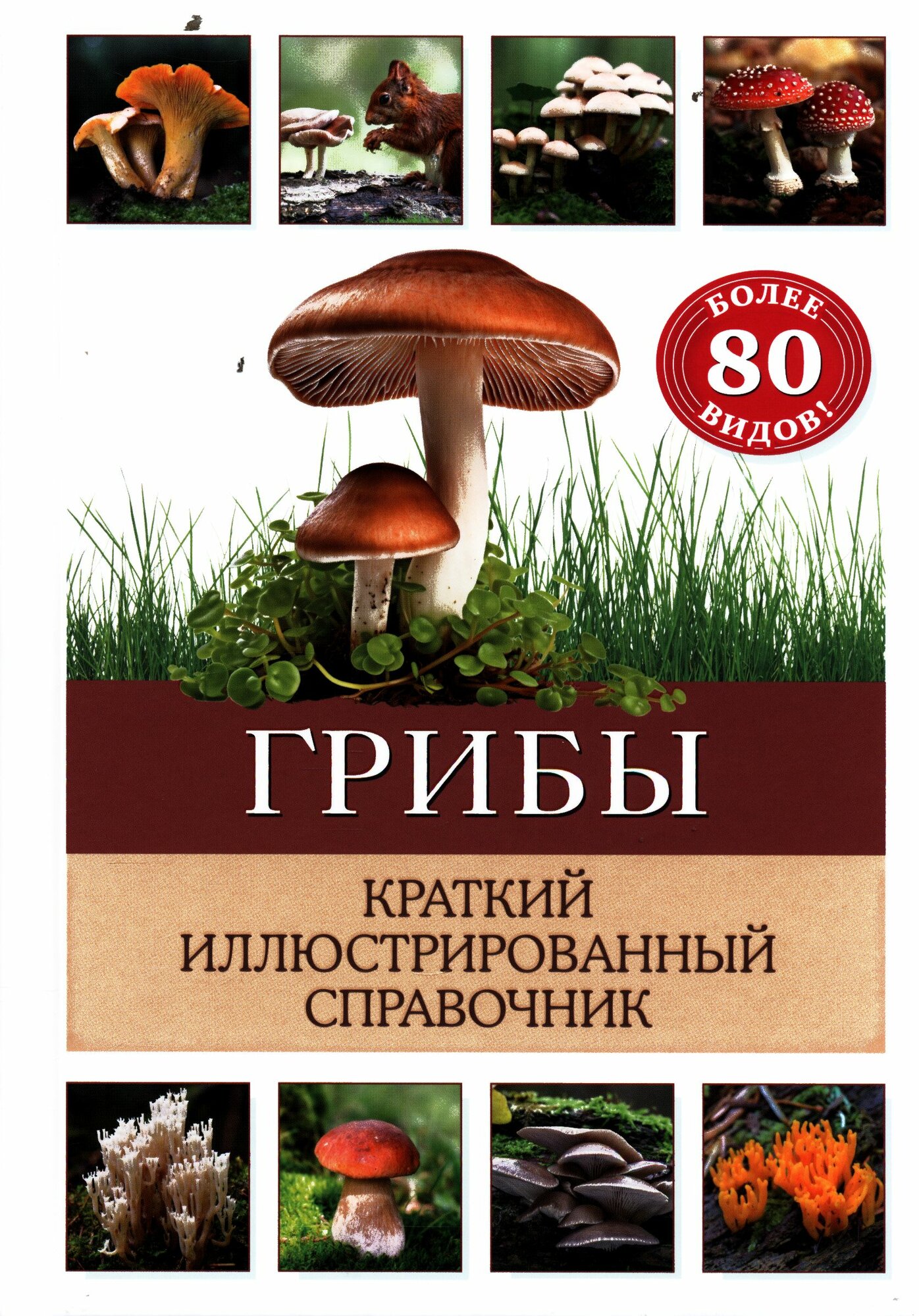 АтласыИЭнциклопедии Грибы. Краткий иллюстрированный справочник (Офтринг Б.), (Эксмо, 2024), 7Б, c.112
