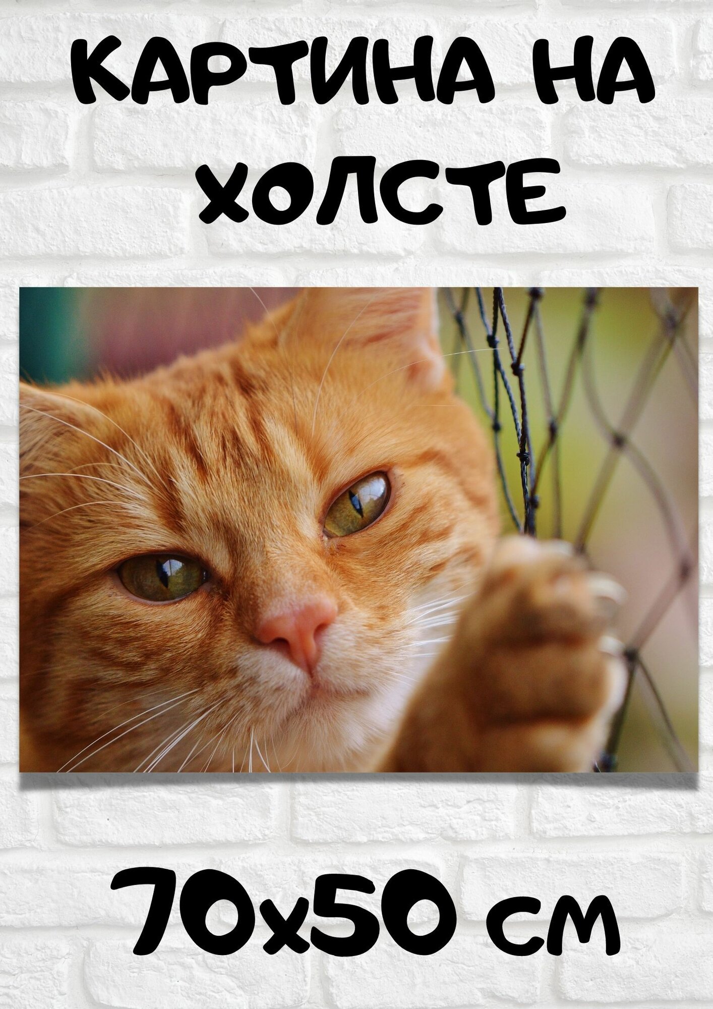 Картина Кот глаза взгляд / Фотокартина с глазами кошки