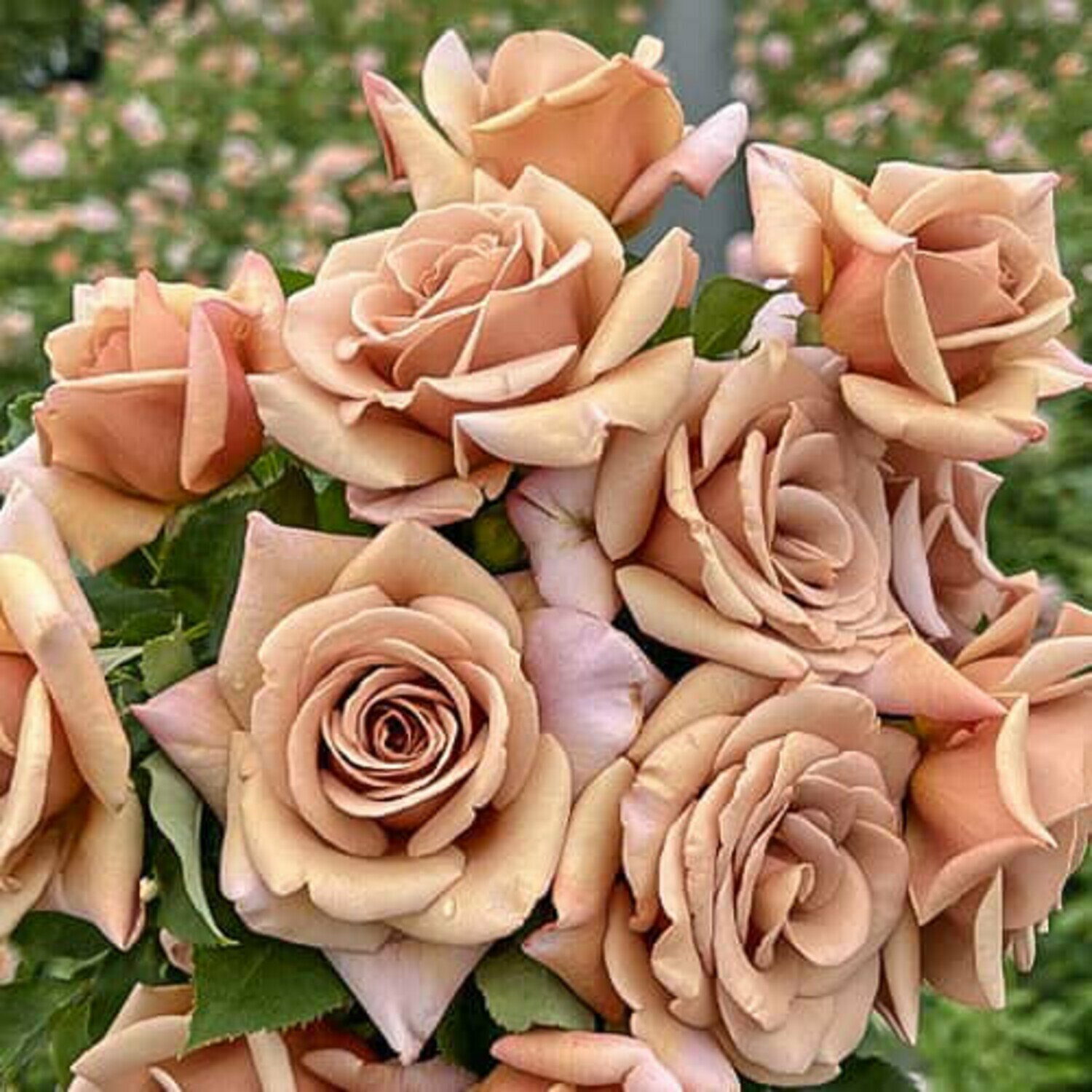 Роза флорибунда Коко Локо (Koko Loko) / 1 шт, для горшков и контейнеров