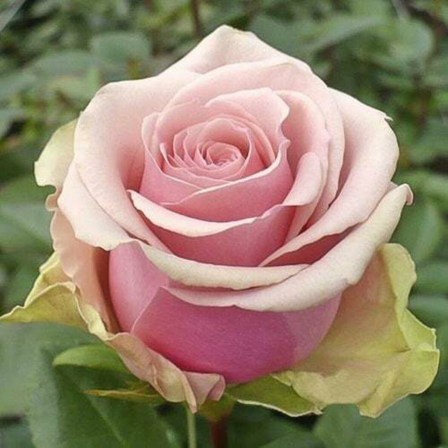 Роза чайно-гибридная Бель Роуз (Belle Rose) / 2 шт, ароматный сорт