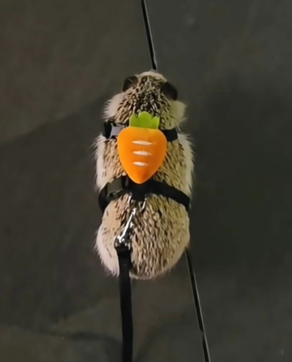 Эксклюзивный аксессуар для миниатюрных ежей и морских свинок представлен