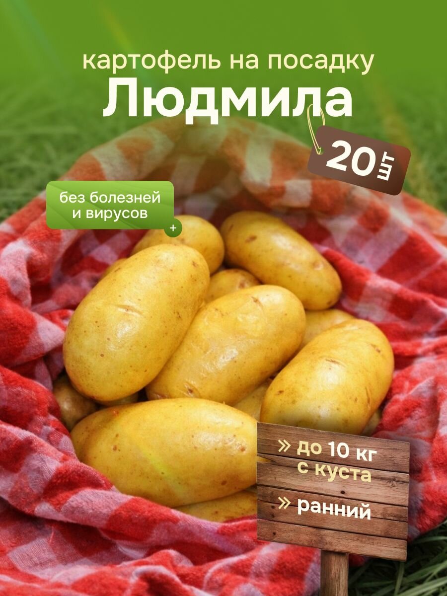 Семенной картофель на посадку Людмила 20 шт (ранний)