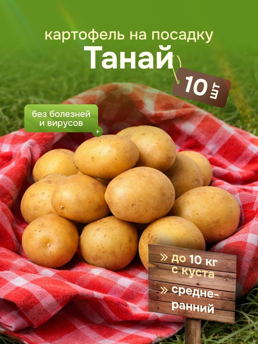 Семенной картофель на посадку Танай 10 шт (среднеранний)