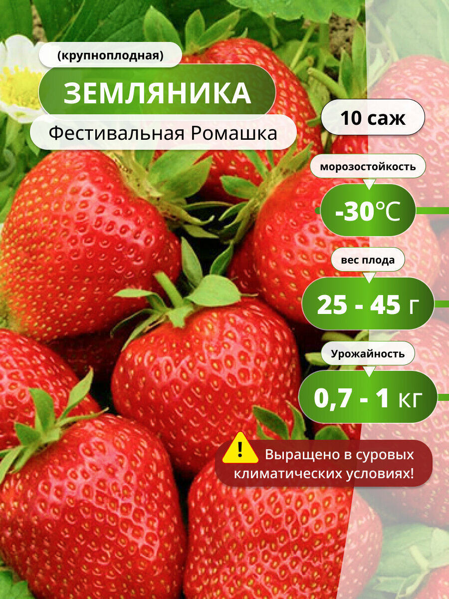 Клубника Фестивальная Ромашка, многолетняя, красная, 10 штук