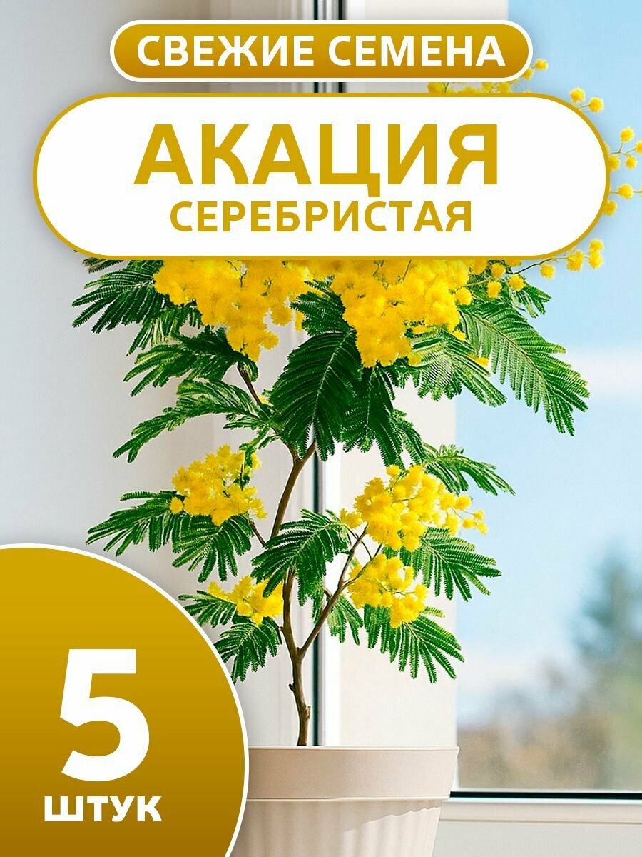 Семена серебристой акации для выращивания