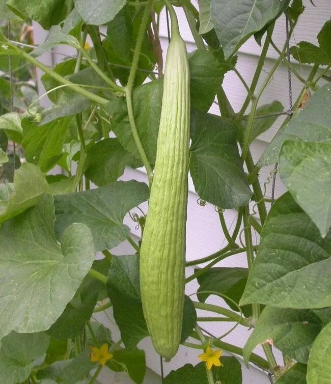 Коллекционные семена огурца Армянский