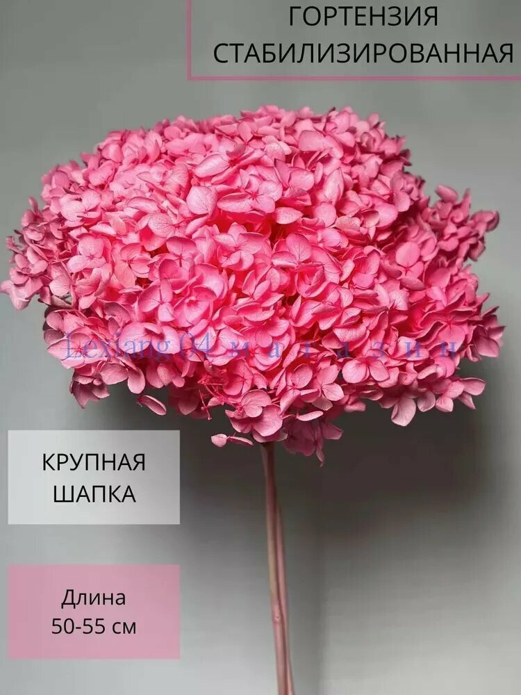Стабилизированные цветы Гортензия, 55 см, 100 гр, 1 шт