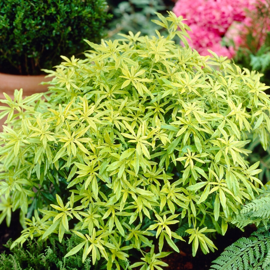 Шуазия троичатая Голдфингер (1 саженец в горшке Р9), Нидерланды