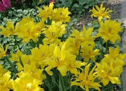 Тюльпан Монте Спайдер лилиецветный 5шт / Луковицы тюльпанов лилиецветных