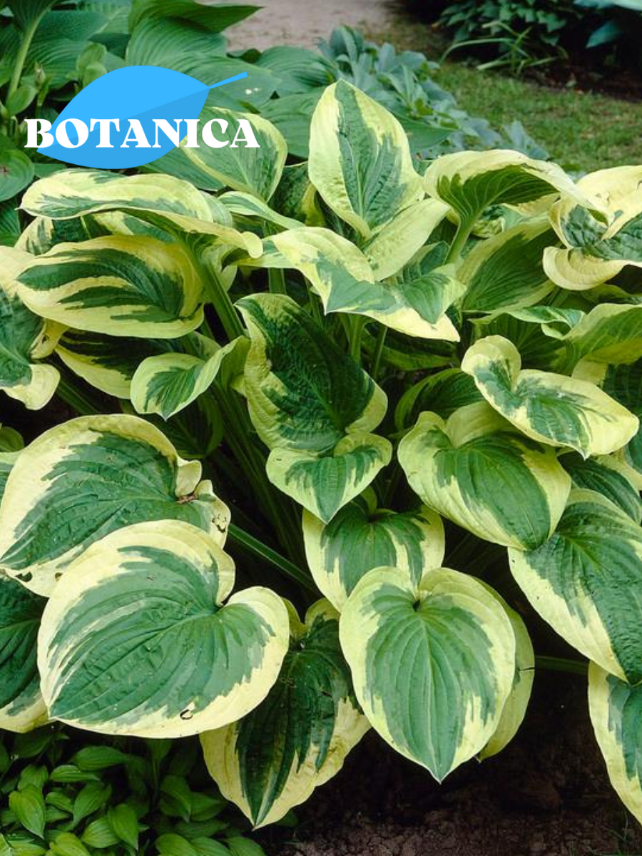 Луковицы цветов, botanica garden , Хоста Твилайт (1 штука) желто-зеленый