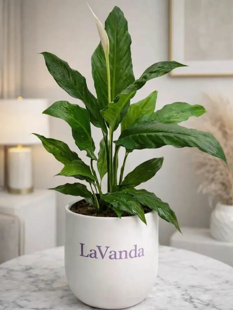 Спатифиллум Sweet Silvio (Свит Сильвио) Женское счастье, живое комнатное растение в горшке