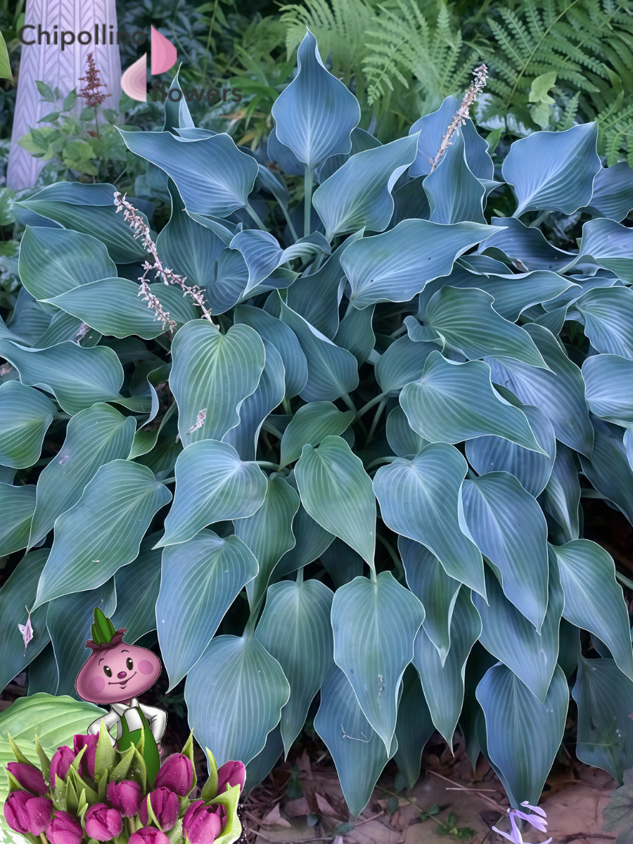 Клубни цветов, chipollino flowers, Хоста BLUE CADET ( 1 штука )