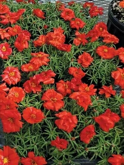 Семена Портулак Крупноцветковый Красный, 50 штук
