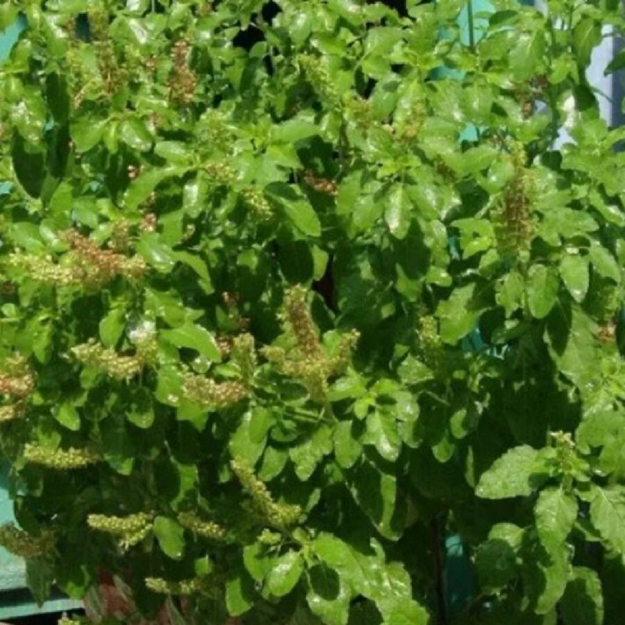 Семена Deodar SEEDS COMPANY Рама Туласи 1000 шт.