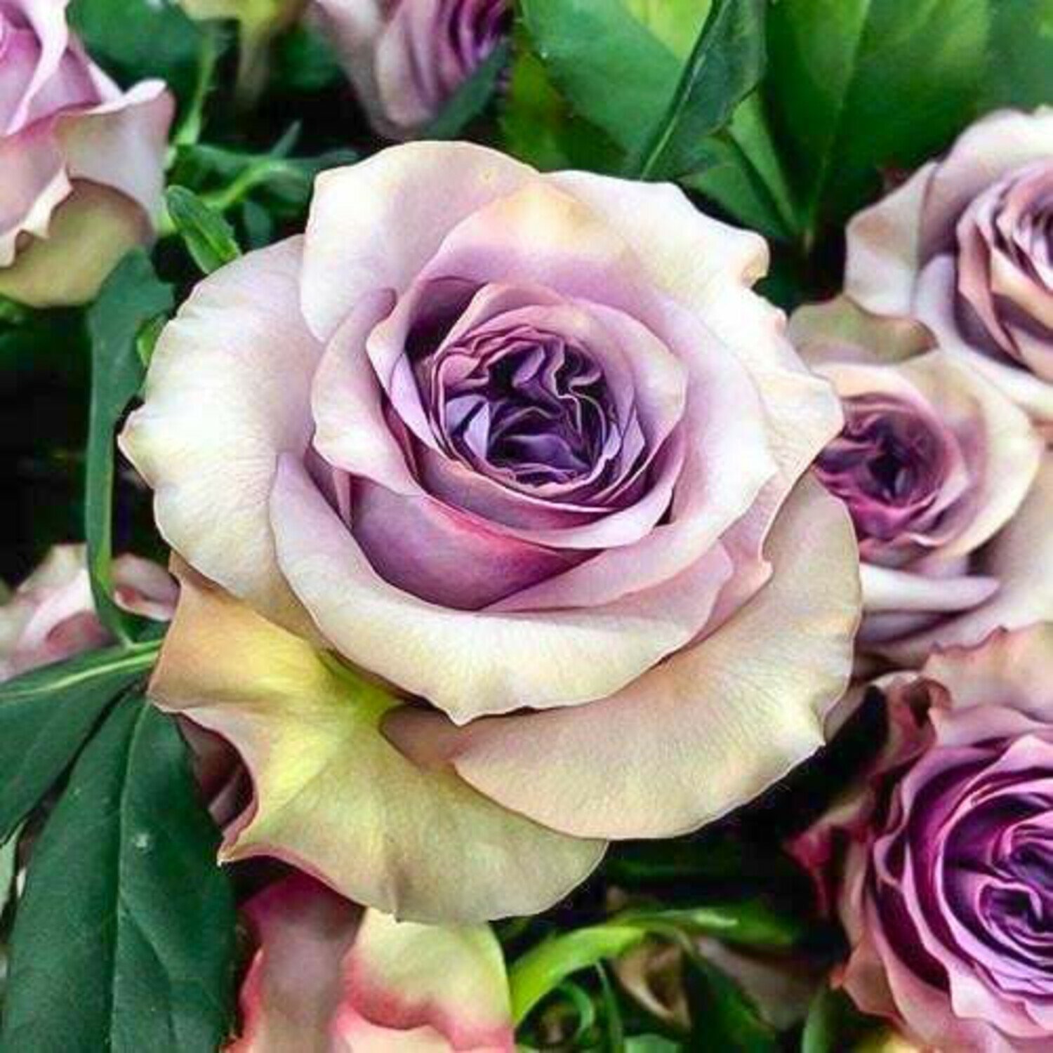 Роза чайно-гибридная Дольчетто (Dolcetto) / 2 шт, для срезки