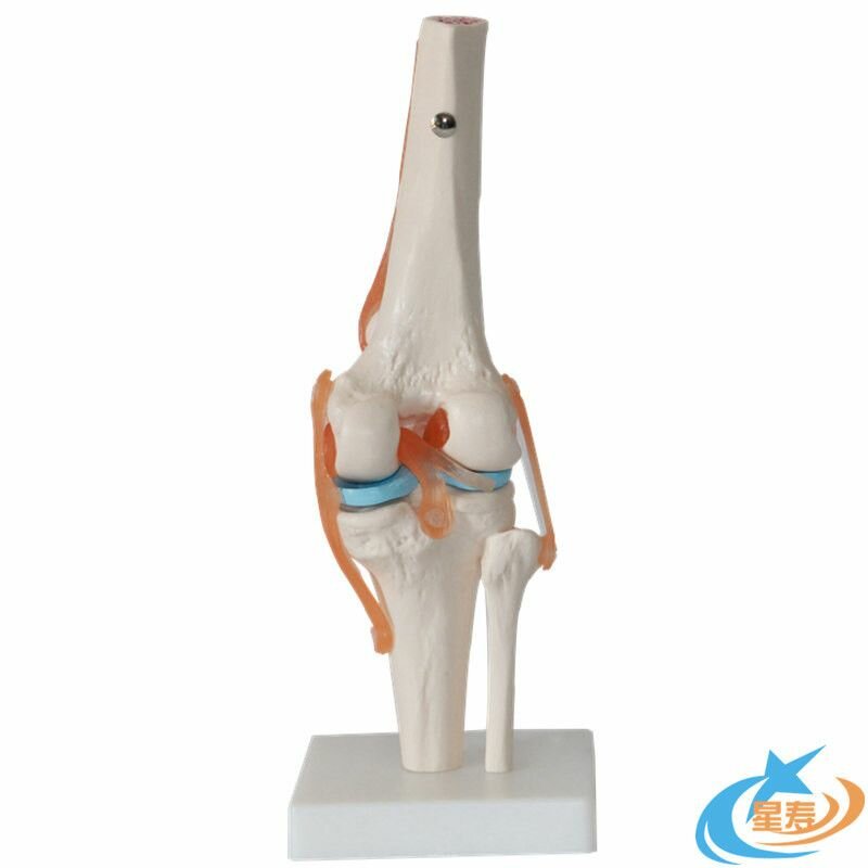 Модели коленных суставов, анатомия суставов человека