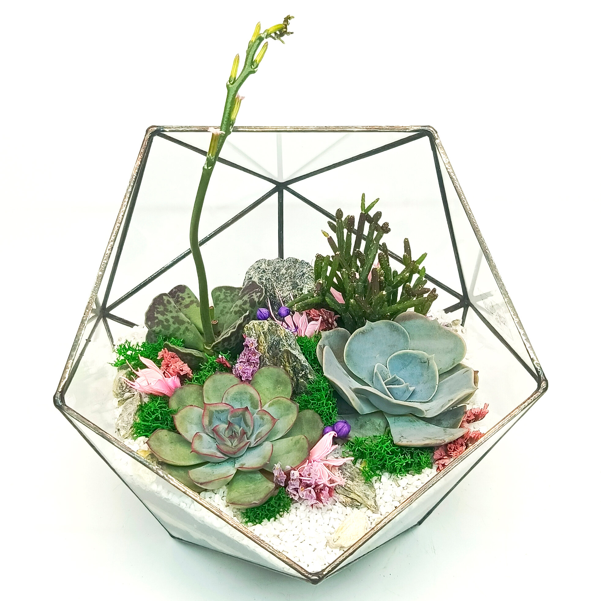 Флорариум с суккулентами "Бархатная нежность" Икосаэдр 18см