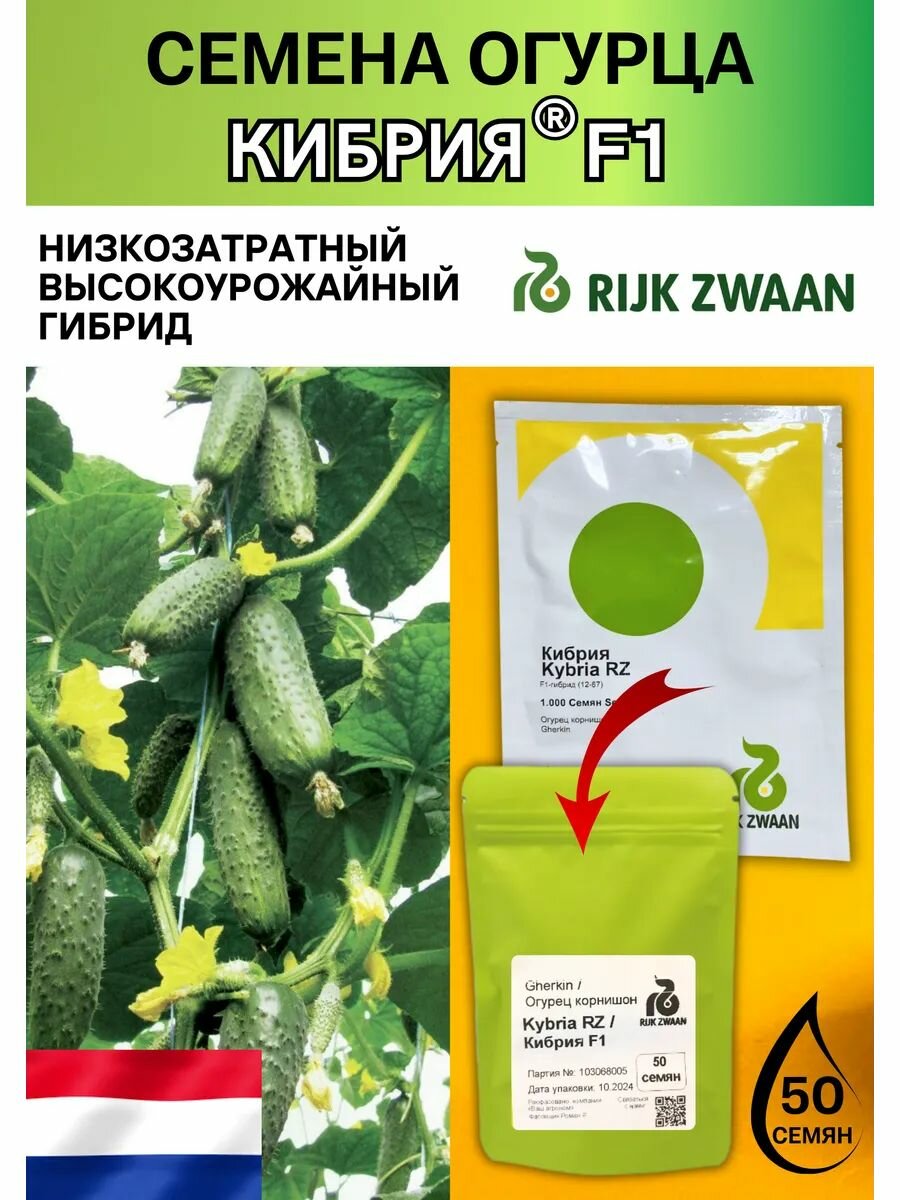 Семена огурца Rijk Zwaan Кибрия F1 50 штук, профессиональные семена