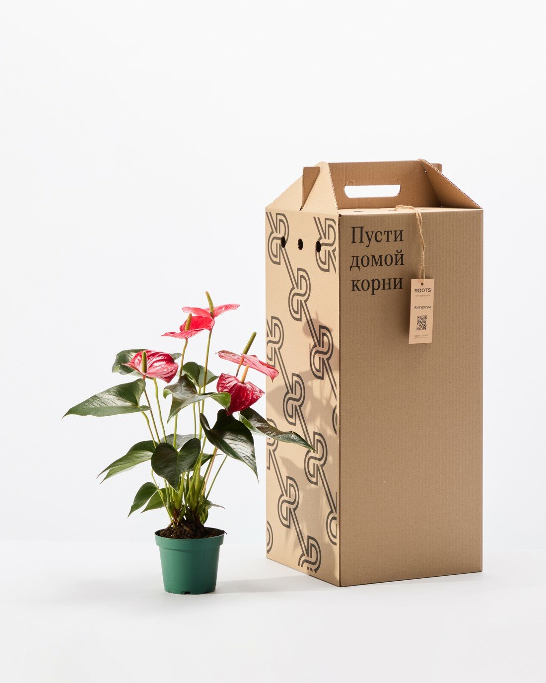 Антуриум Карма диаметр 12