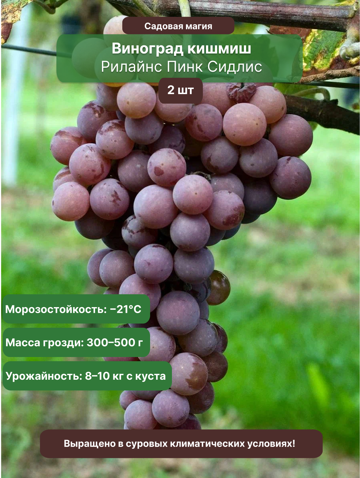 Виноград кишмиш Рилайнс Пинк Сидлис / 2 шт, морозостойкий, без косточек, сверхранний