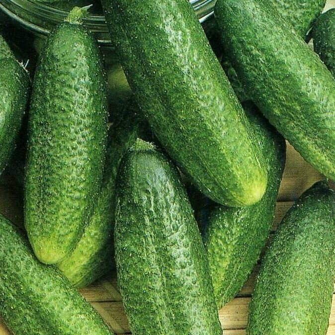 Коллекционные семена огурца F1 Нерль