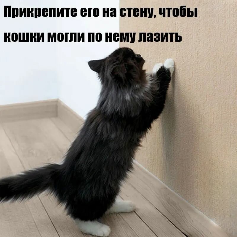 Когтеточка — фото 1