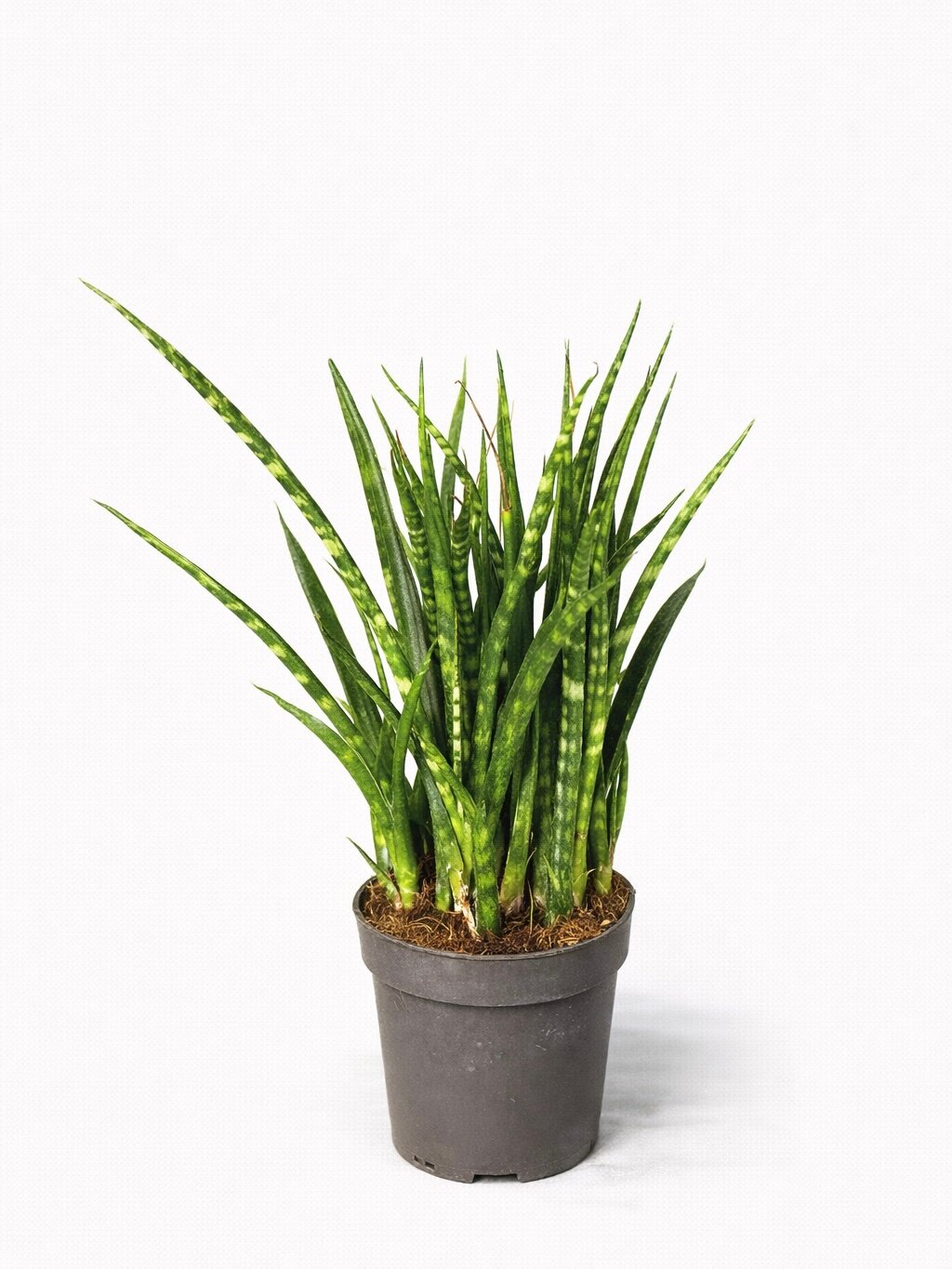 Сансевиерия Фернвуд (Sansevieria canaliculata «Fernwood») 12см