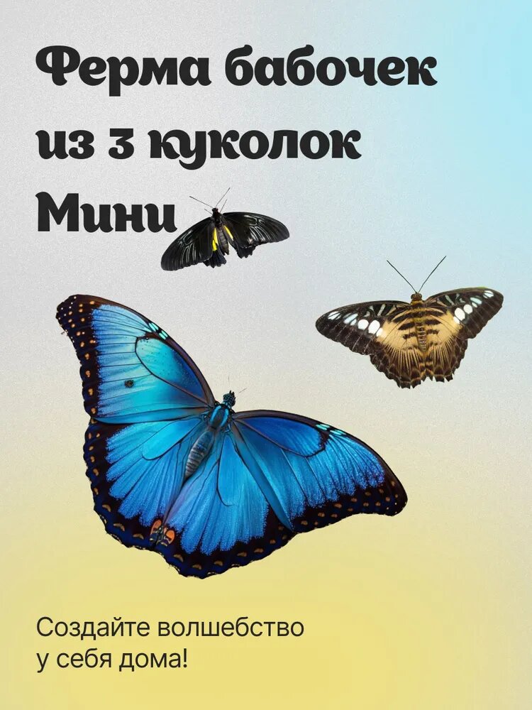 Ферма бабочек для выращивания 3 куколки мини, бабочкарий