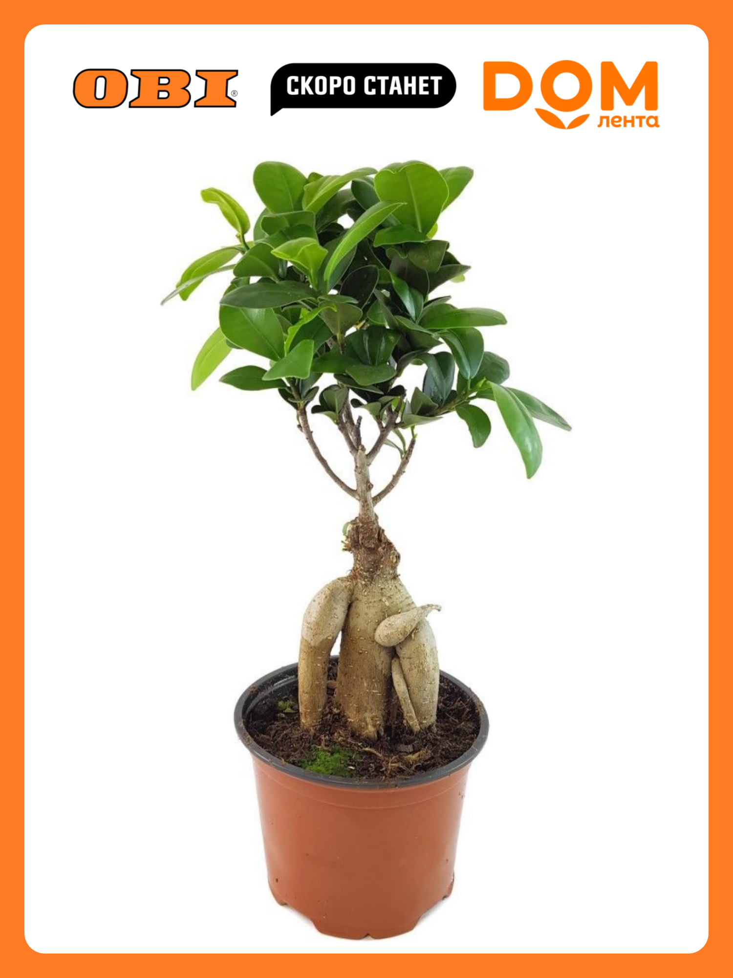 Фикус гинсенг, декоративно-лиственный, неприхотливый, высота 50 см