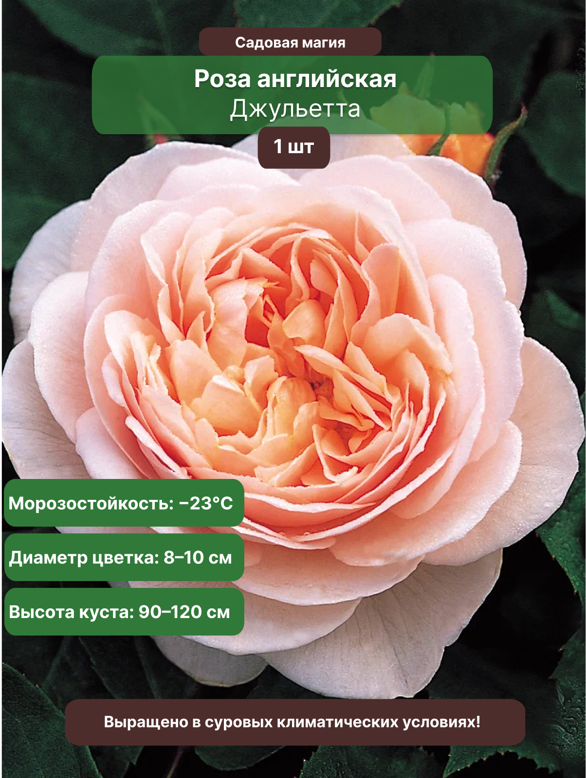 Роза английская Джульетта (Juliet) , 1 саж , многолетняя , кремовая