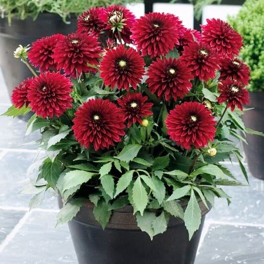 Георгина Фриволес Глоу (1 клубень). Holland Bulbs (Голландия)