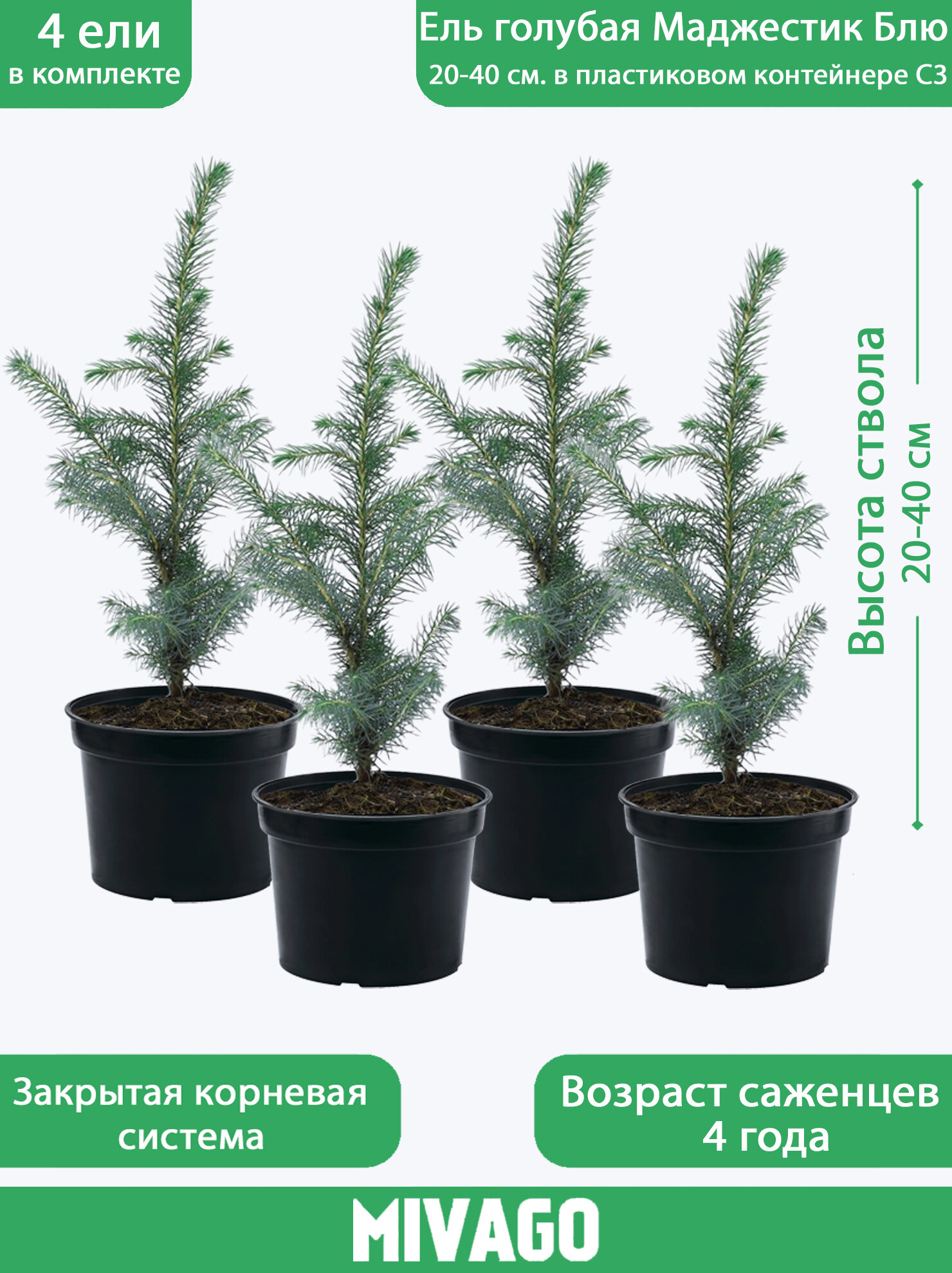 Ель голубая Глаука Маджестик Блю, высота 20-40 см, контейнер 3 литра, 4 саженца