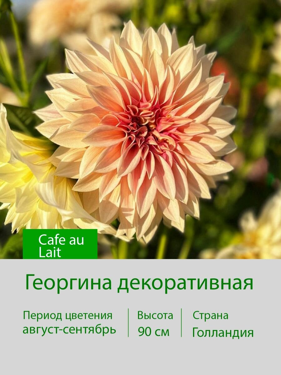 Георгина декоративная Кафе О Лейт (Cafe au Lait) 1 шт. Сотка